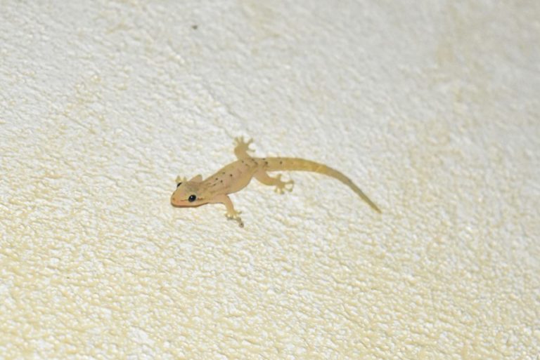 Wildlife in Tonga: Animals in Tonga & Where to See Them - Tonga Pocket ...