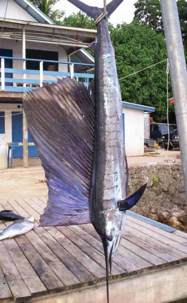Fishing in Tonga: The Types of Fish in Tonga - Tonga Pocket Guide