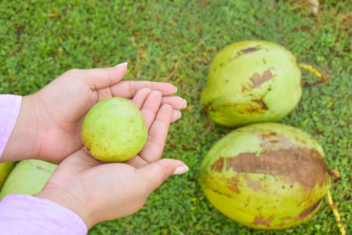 12 Exotic Fruits in Tonga You HAVE to Try! - Tonga Pocket Guide