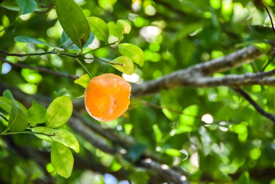 12 Exotic Fruits in Tonga You HAVE to Try! - Tonga Pocket Guide