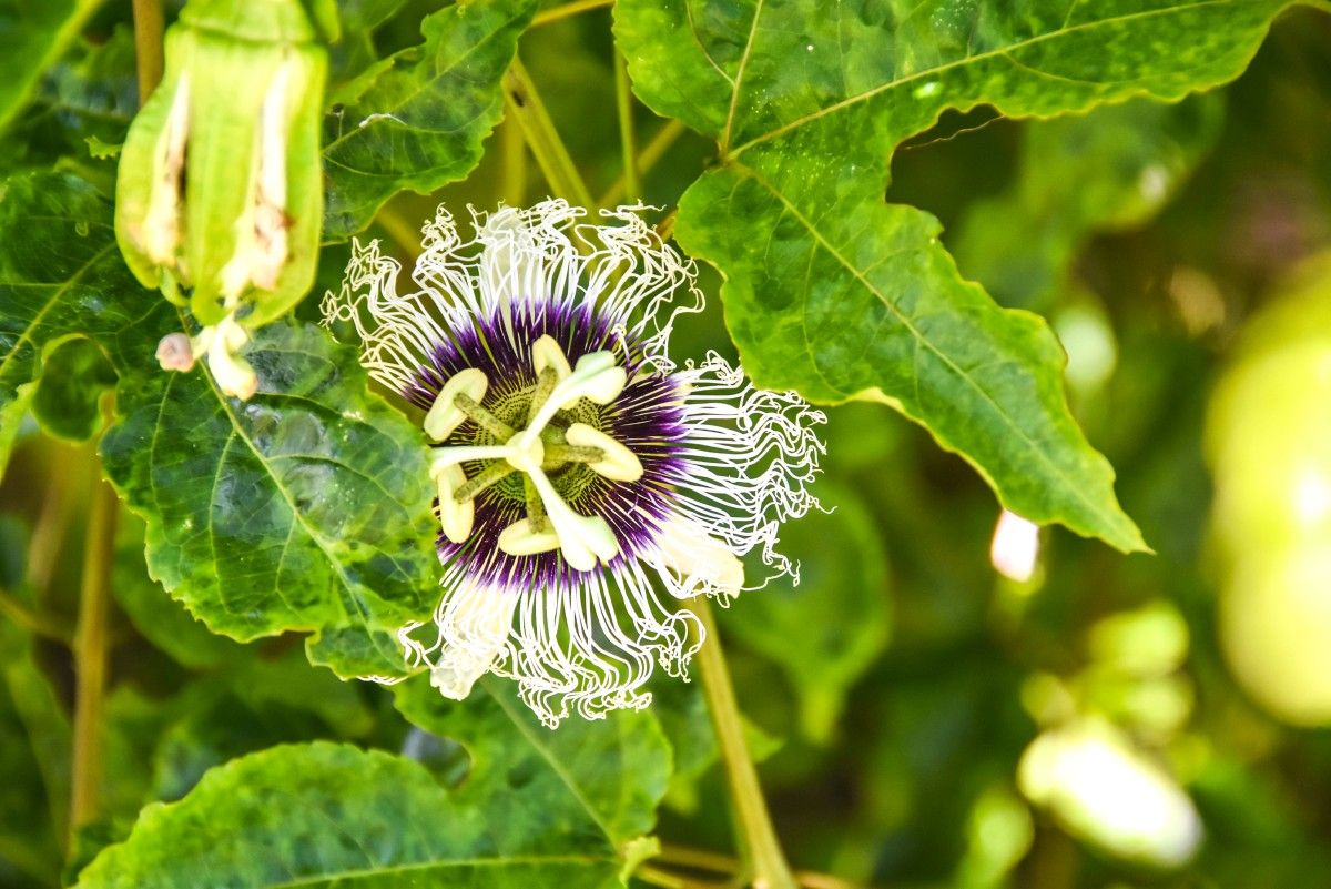 12 Exotic Fruits in Tonga You HAVE to Try! - Tonga Pocket Guide