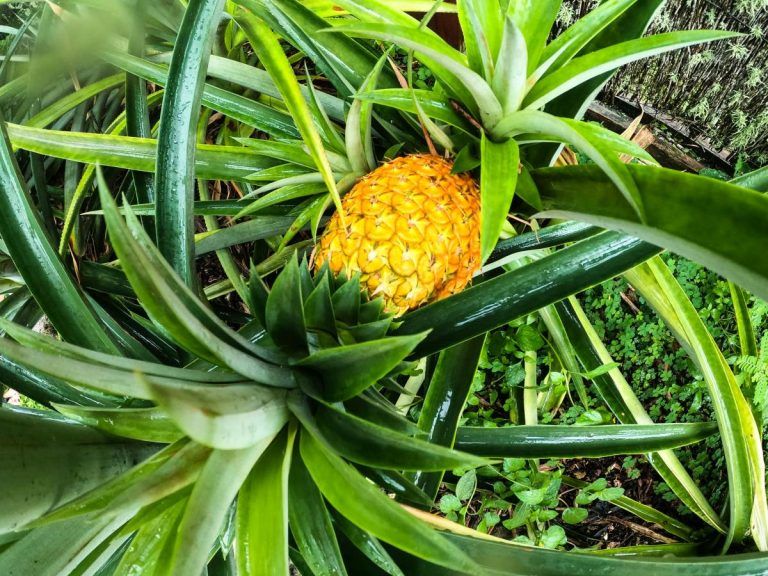 12 Exotic Fruits in Tonga You HAVE to Try! - Tonga Pocket Guide