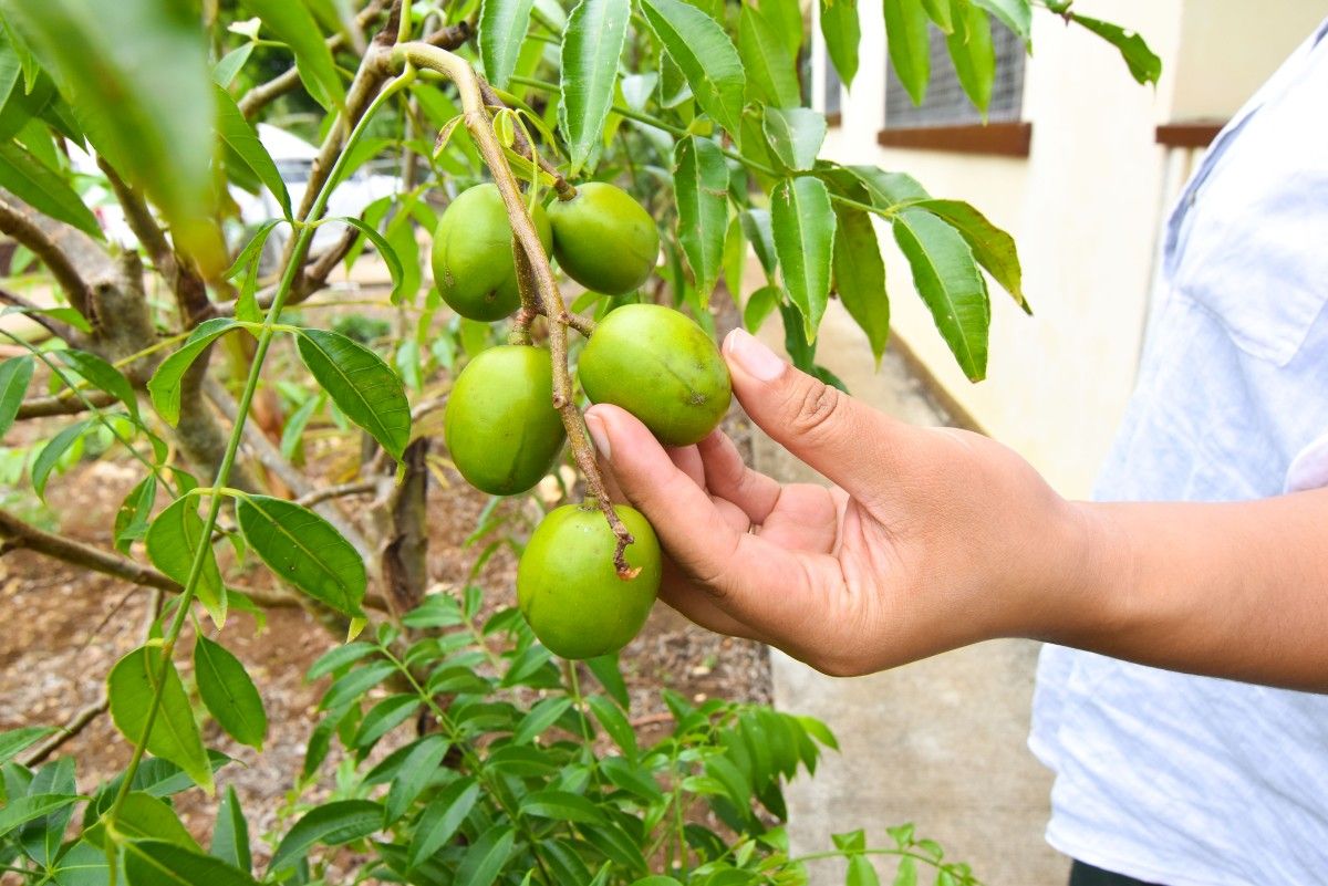 12 Exotic Fruits in Tonga You HAVE to Try! - Tonga Pocket Guide