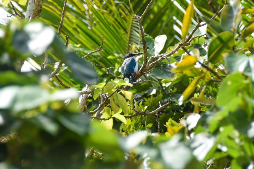 10 Best Nature & Wildlife Experiences in Tonga - Tonga Pocket Guide
