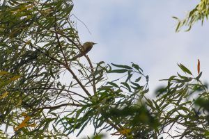 Wildlife in Tonga: Animals in Tonga & Where to See Them - Tonga Pocket ...