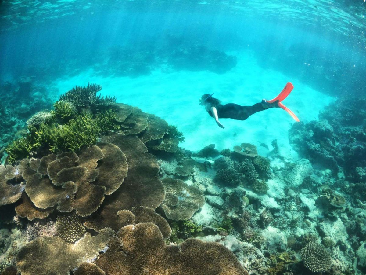 Wildlife in Tonga: Animals in Tonga & Where to See Them - Tonga Pocket ...