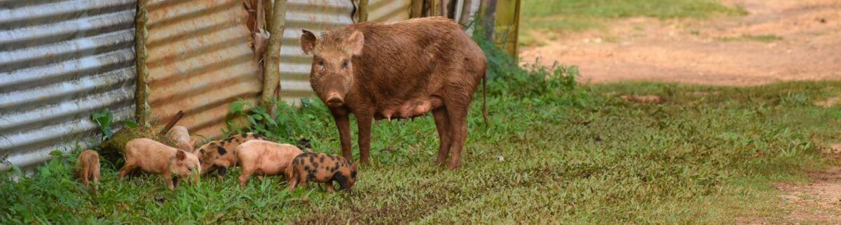 Vava'u Budget Guide - Tonga Pocket Guide