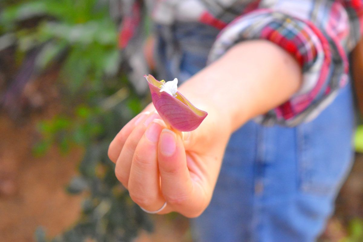 13 Best Walks & Hikes in Tonga - Tonga Pocket Guide