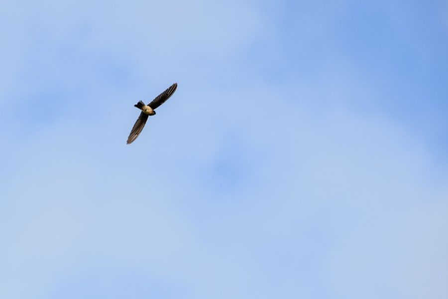 20 Animals & Birds Found in Tonga - Tonga Pocket Guide