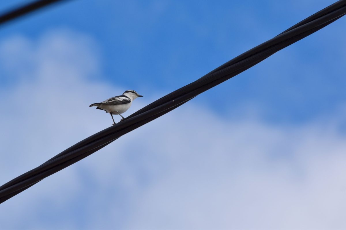 20 Animals & Birds Found in Tonga - Tonga Pocket Guide