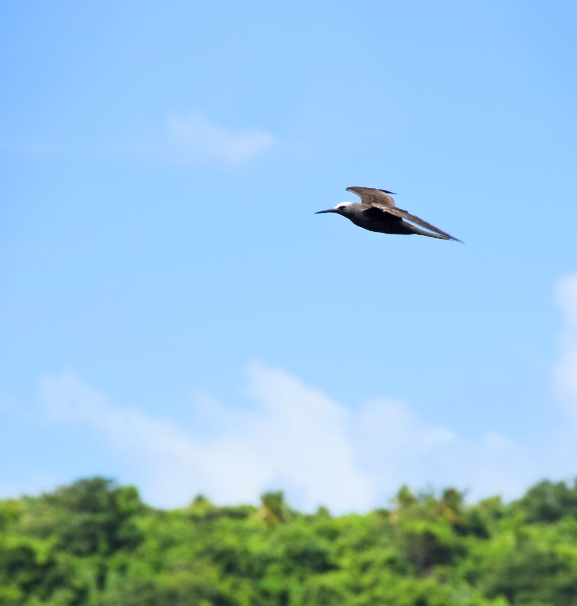 20 Animals & Birds Found in Tonga - Tonga Pocket Guide