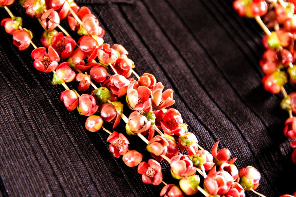 Wildlife in Tonga: Animals in Tonga & Where to See Them - Tonga Pocket ...