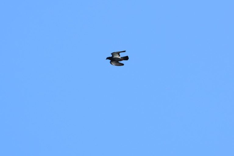 20 Animals & Birds Found in Tonga - Tonga Pocket Guide