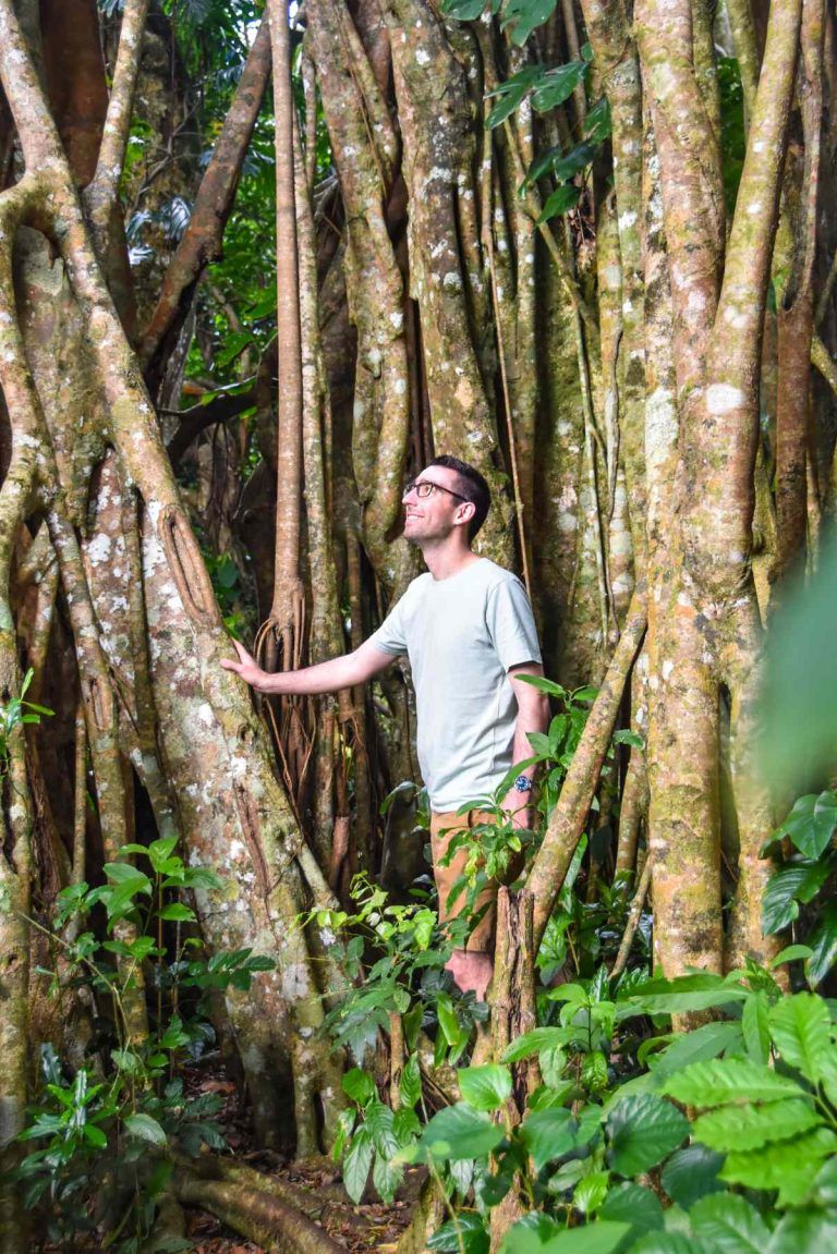 Wildlife in Tonga: Animals in Tonga & Where to See Them - Tonga Pocket ...