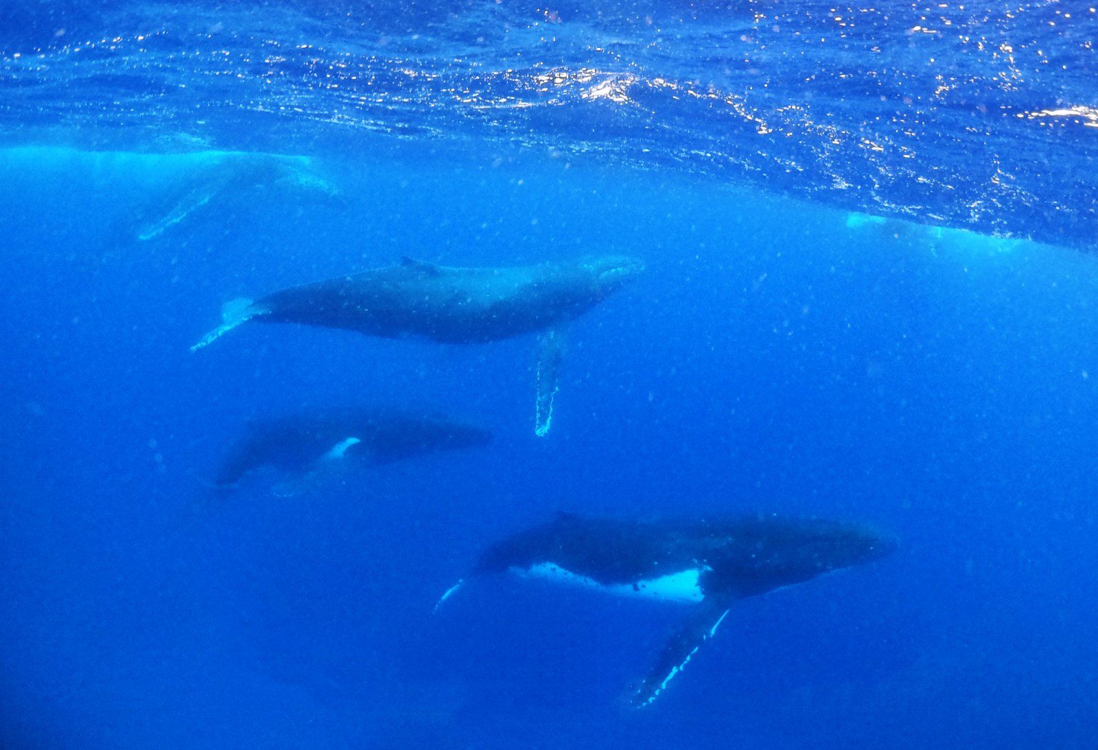 10 Best Nature & Wildlife Experiences in Tonga - Tonga Pocket Guide