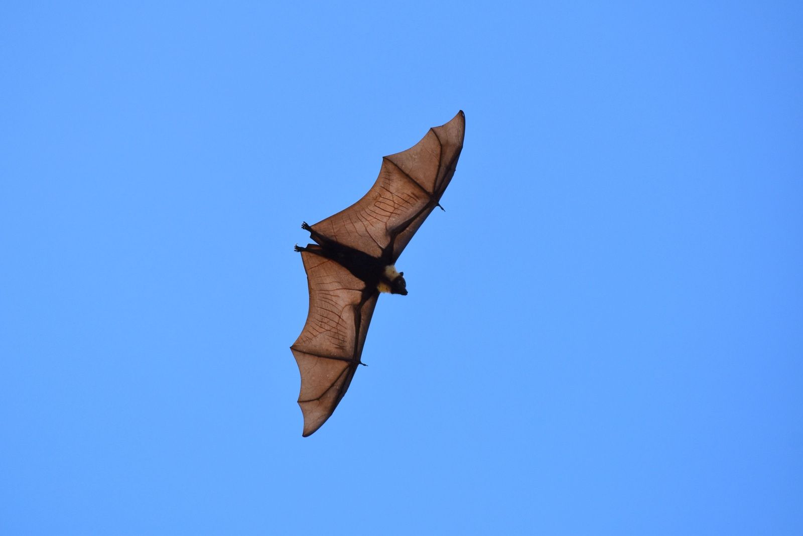 20 Fun Facts About Tonga - Tonga Pocket Guide