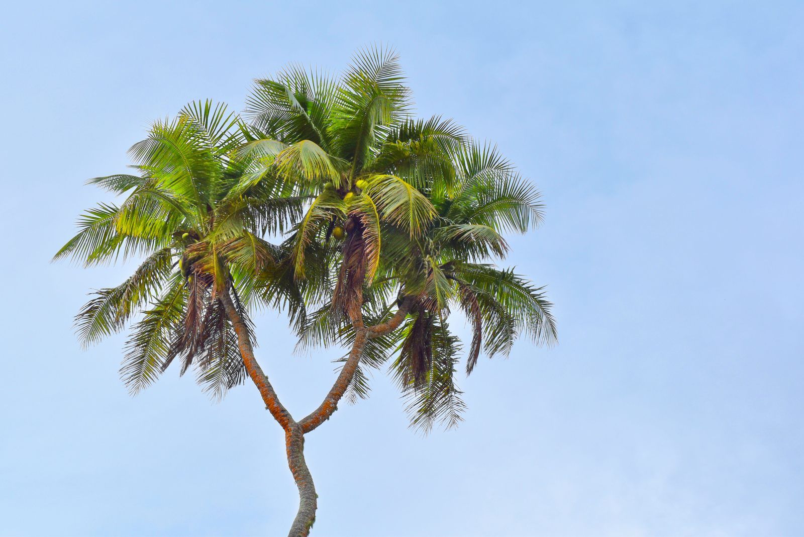 20 Fun Facts About Tonga - Tonga Pocket Guide