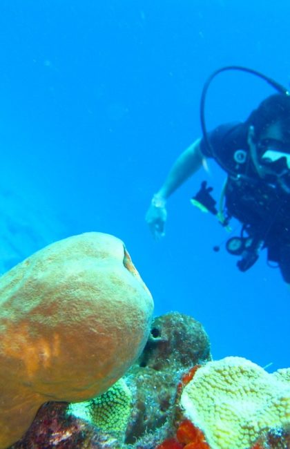 9 Best Scuba Diving Tours in Tonga - Tonga Pocket Guide
